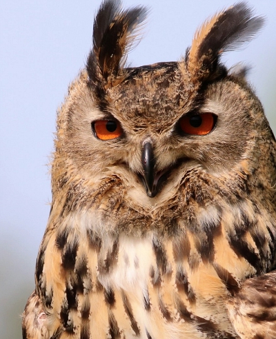 Hubro ofres i naturødeleggende vindkraftutbygging - Naturpress