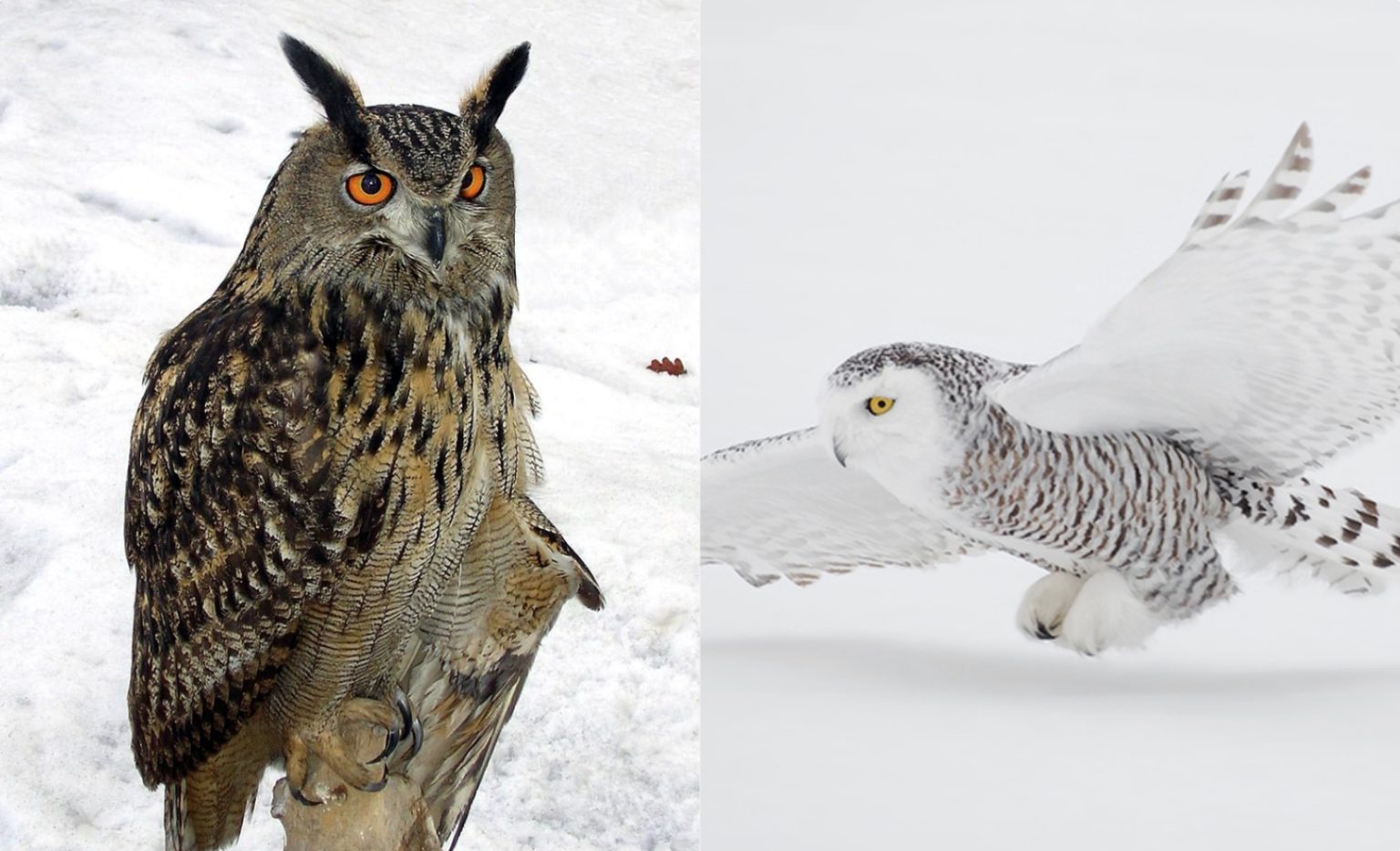 Hubro og snøugle er sterkt truet. Fjelltjenesten ber (deg) om hjelp til ...