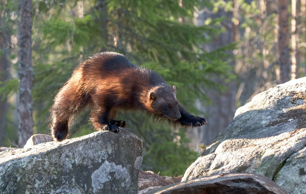 74 jerver ble felt innen fristen 15. februar. Det kan likevel bli flere ...