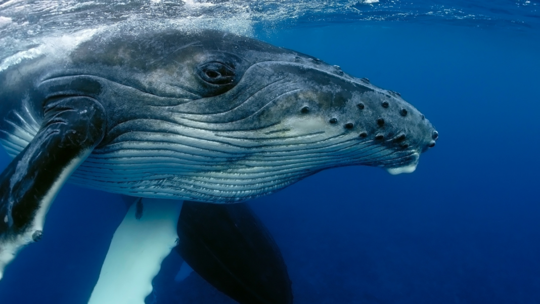 Forbud mot hvalfangst virker: Verdens hvalbestand vokser - Naturpress