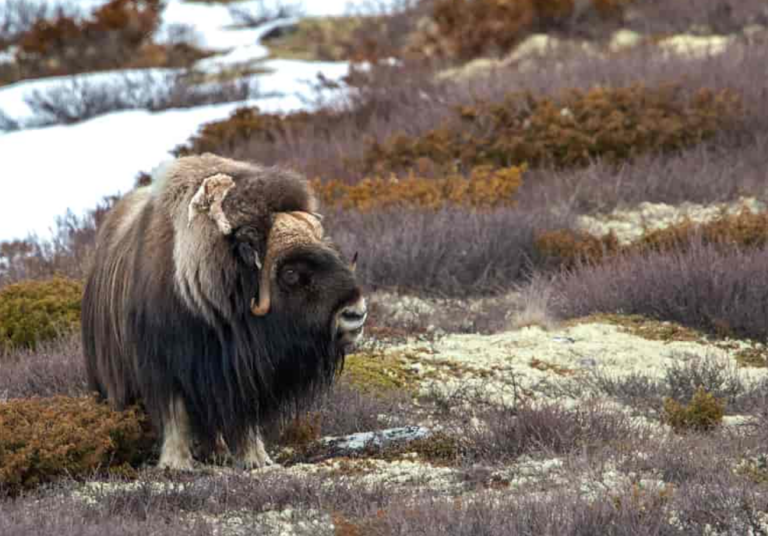 Framtida til moskusen på Hjerkinn i fare. Må kanskje vike for villrein og allemannsretten ...